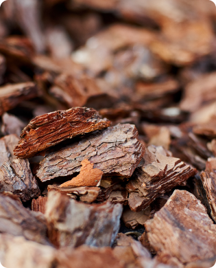French Maritime Pine Bark Extract Supplements | Wild & Organic